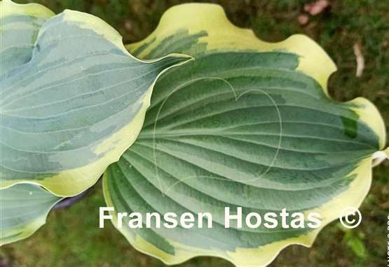 Hosta Hope Springs Eternal - Fransen Hostas Hosta Hope Springs Eternal - Fransen Hostas